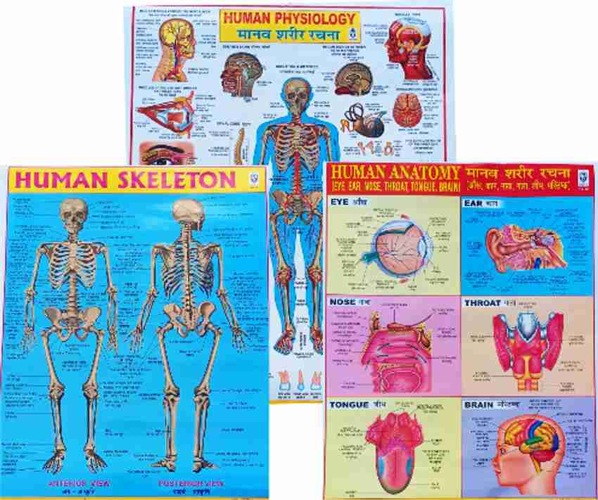 Human Body Part Table The Human Body Organs Labeled For Kids