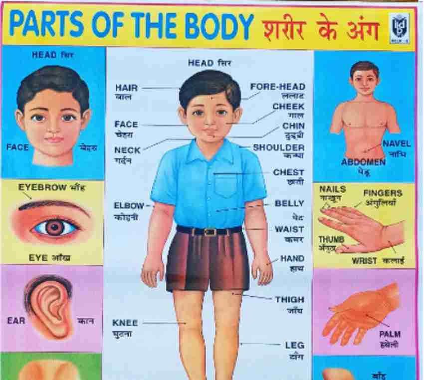 Human Body Part Table Section 3 Of 3, Codes For Body Parts And Objects