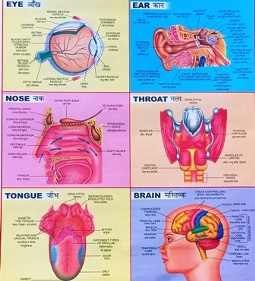 Wall Chart Of Human Anatomy 3d Full Body Images 24 Charts 12 Fold Out